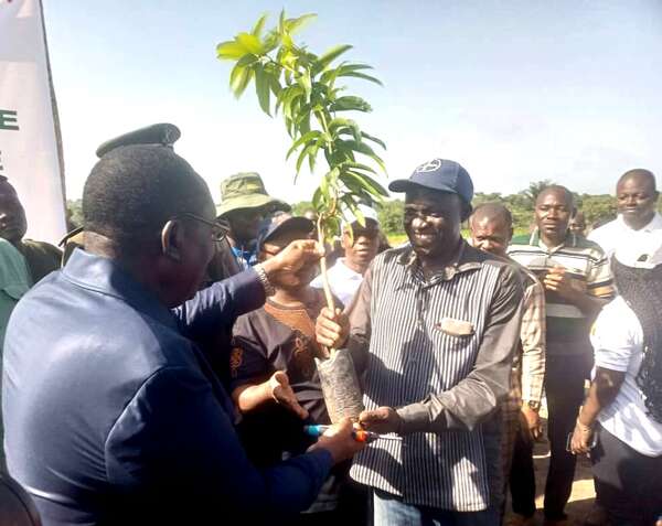 Lancement de la campagne de plantation de manguiers : Les planteurs ...